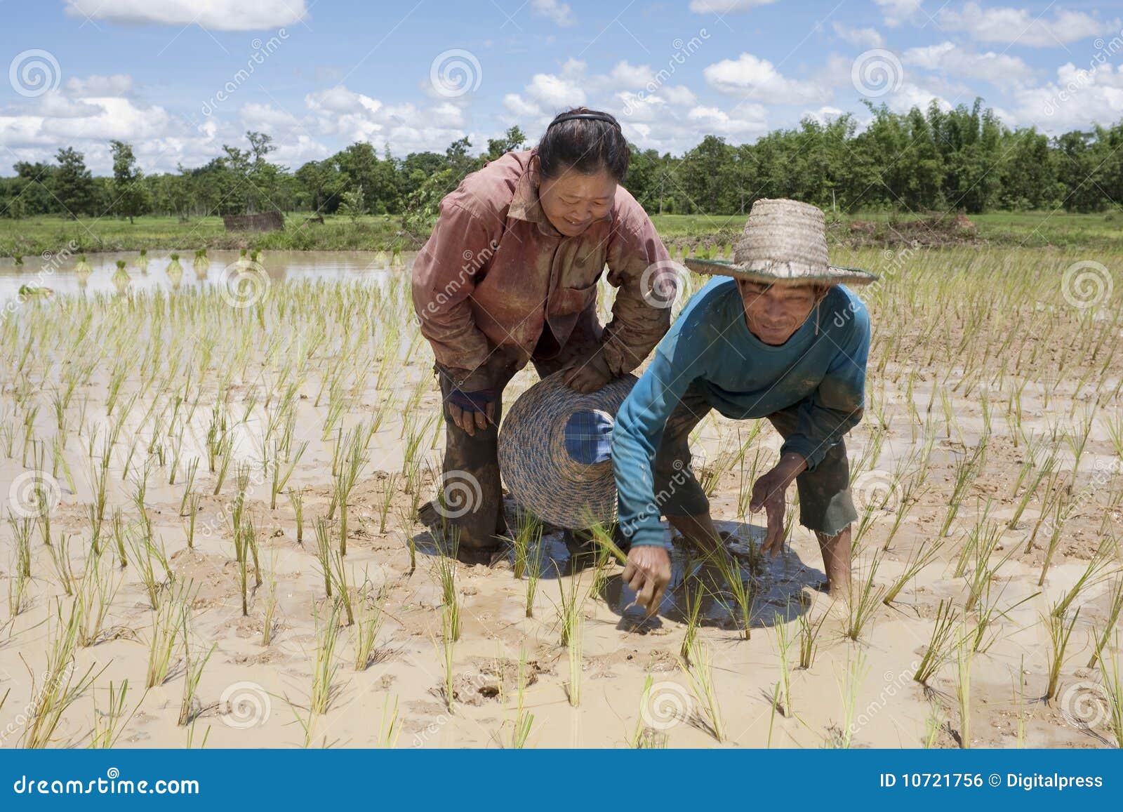 Work on the Paddy Field, Asia Stock Photo - Image of heavy, labor: 10721756