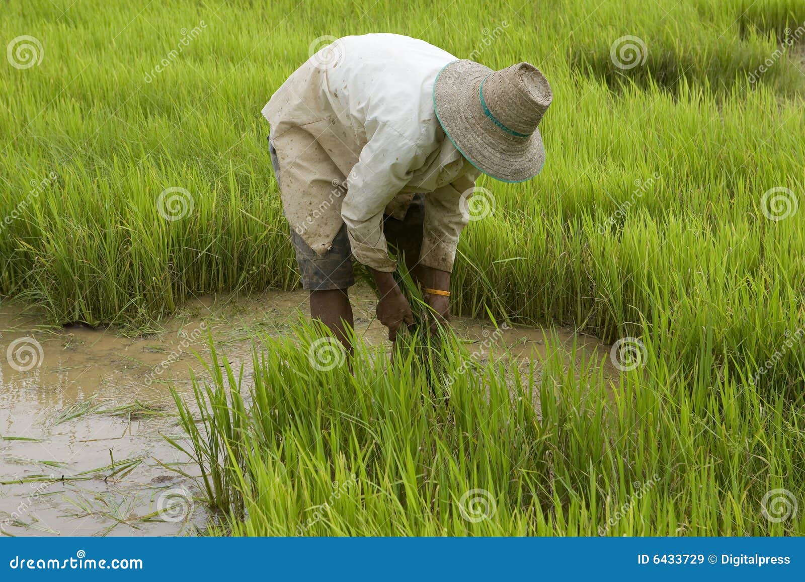 Work on the Paddy-field in Asia Stock Image - Image of green, nature ...