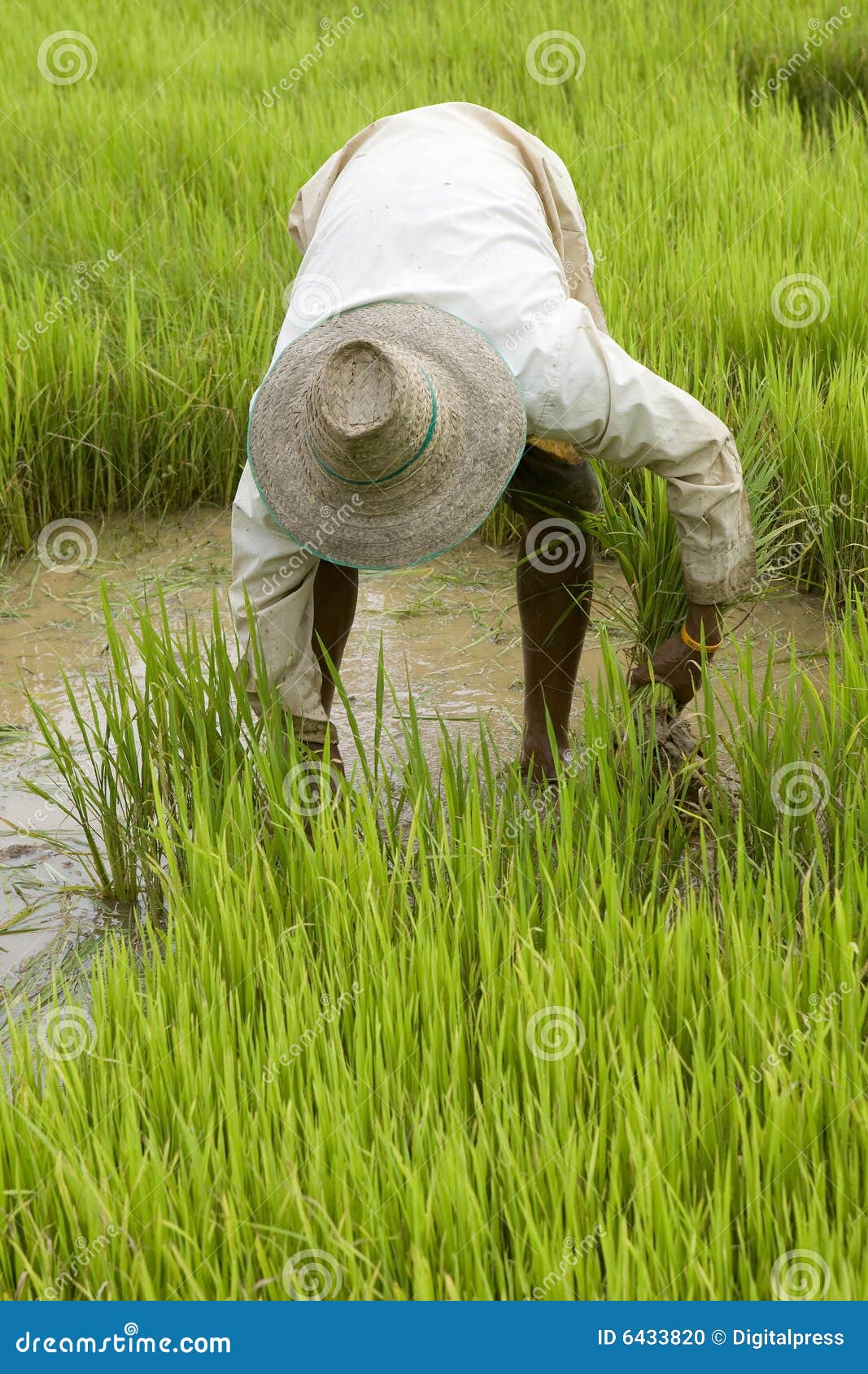 Work on the Paddy-field in Asia Stock Photo - Image of country, asia ...