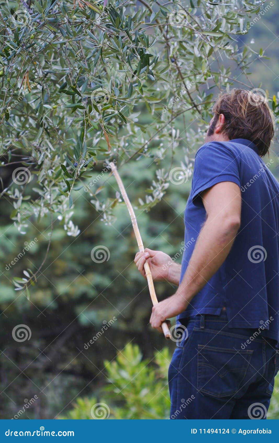 At Work in a Plantation of Olive Trees Stock Photo - Image of culture ...