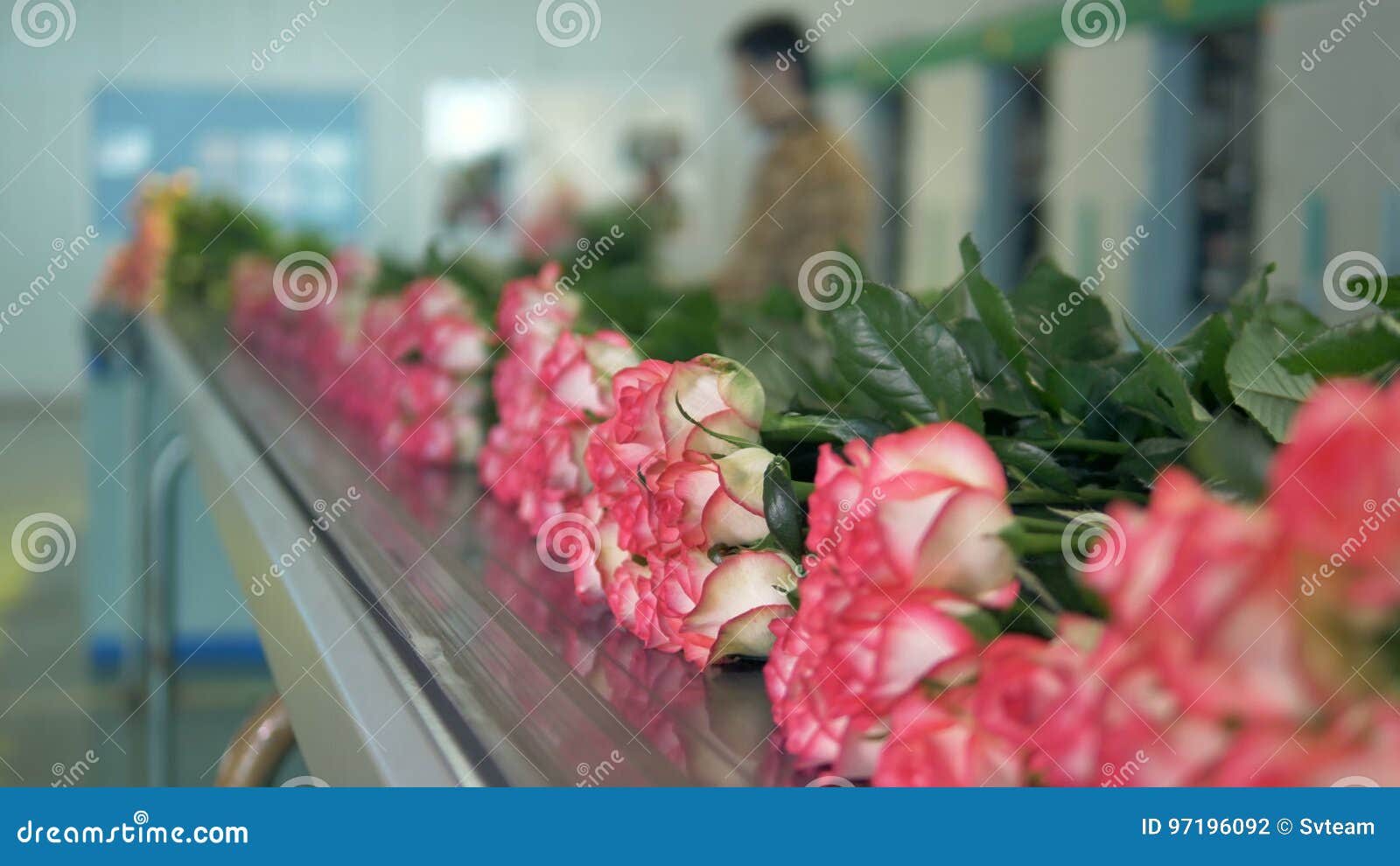 Work in Process at Flower Factory. Stock Footage - Video of conveyor ...