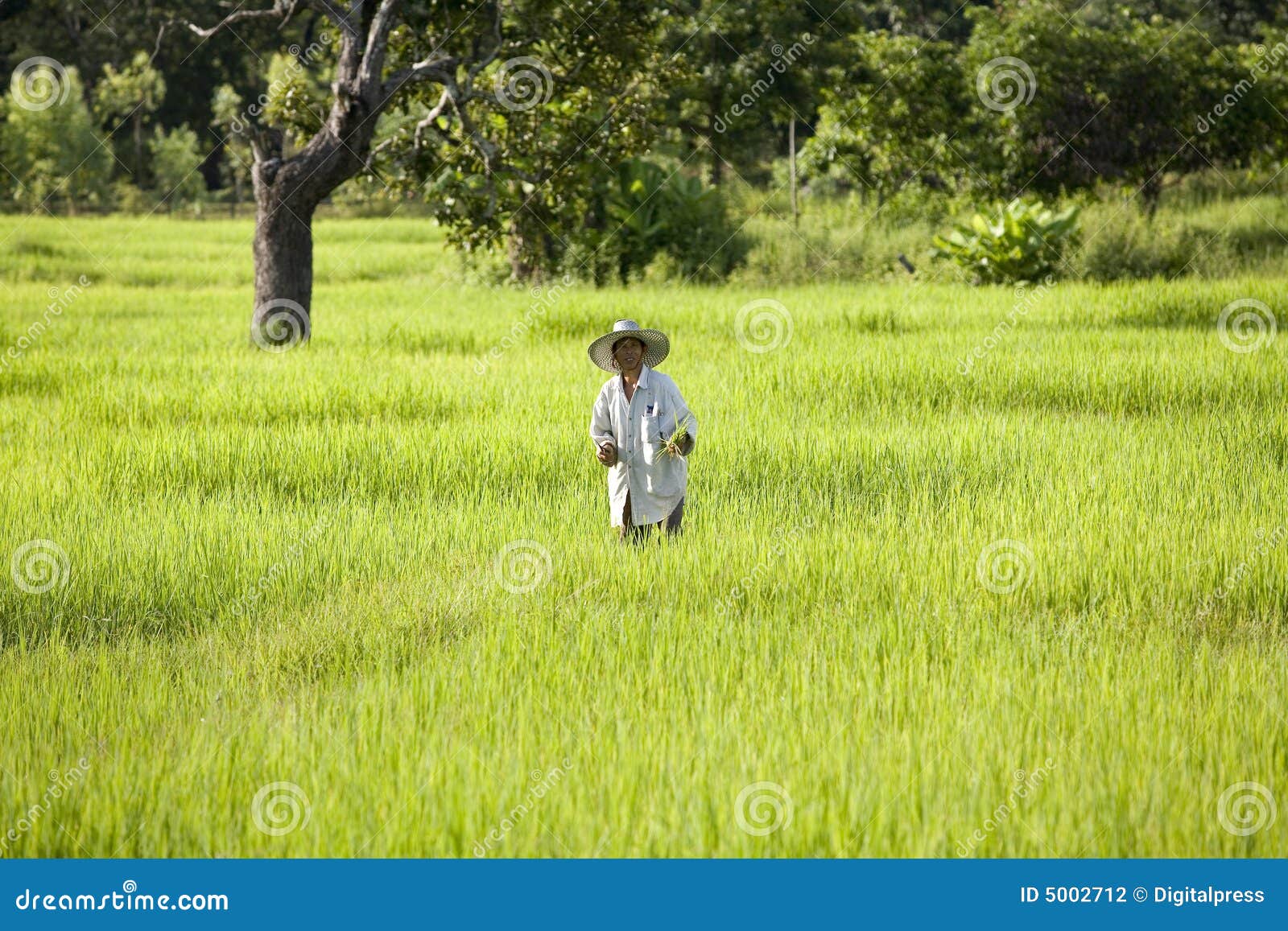 Work On The Rice Field Picture. Image: 5002712