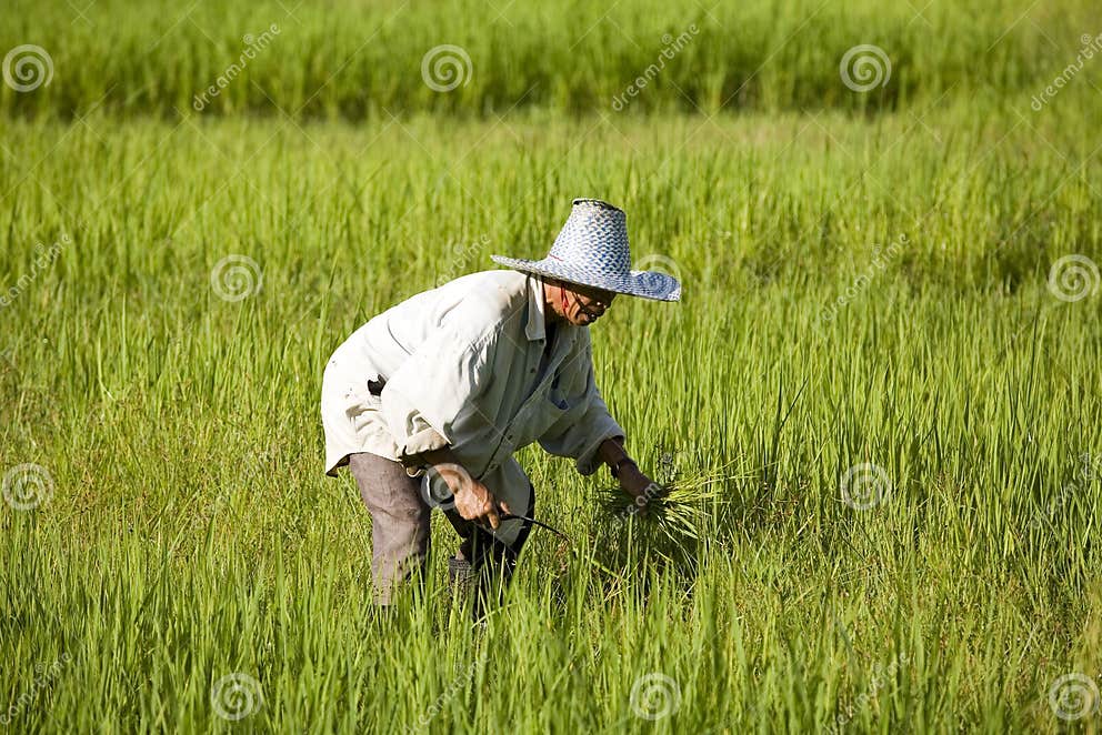 Work on the rice field stock photo. Image of agriculture - 5002716