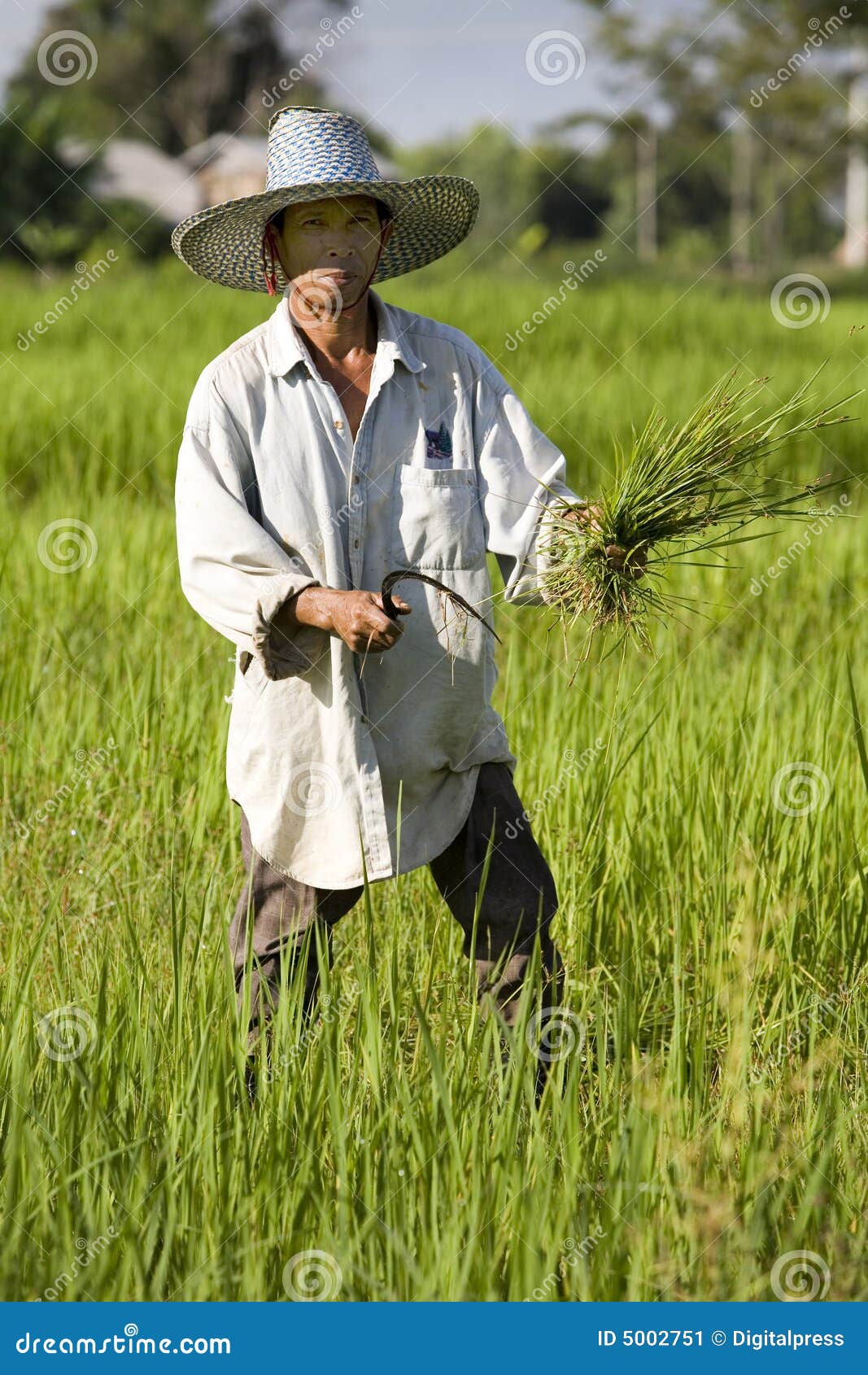 Work on the rice field stock image. Image of work, agriculture - 5002751