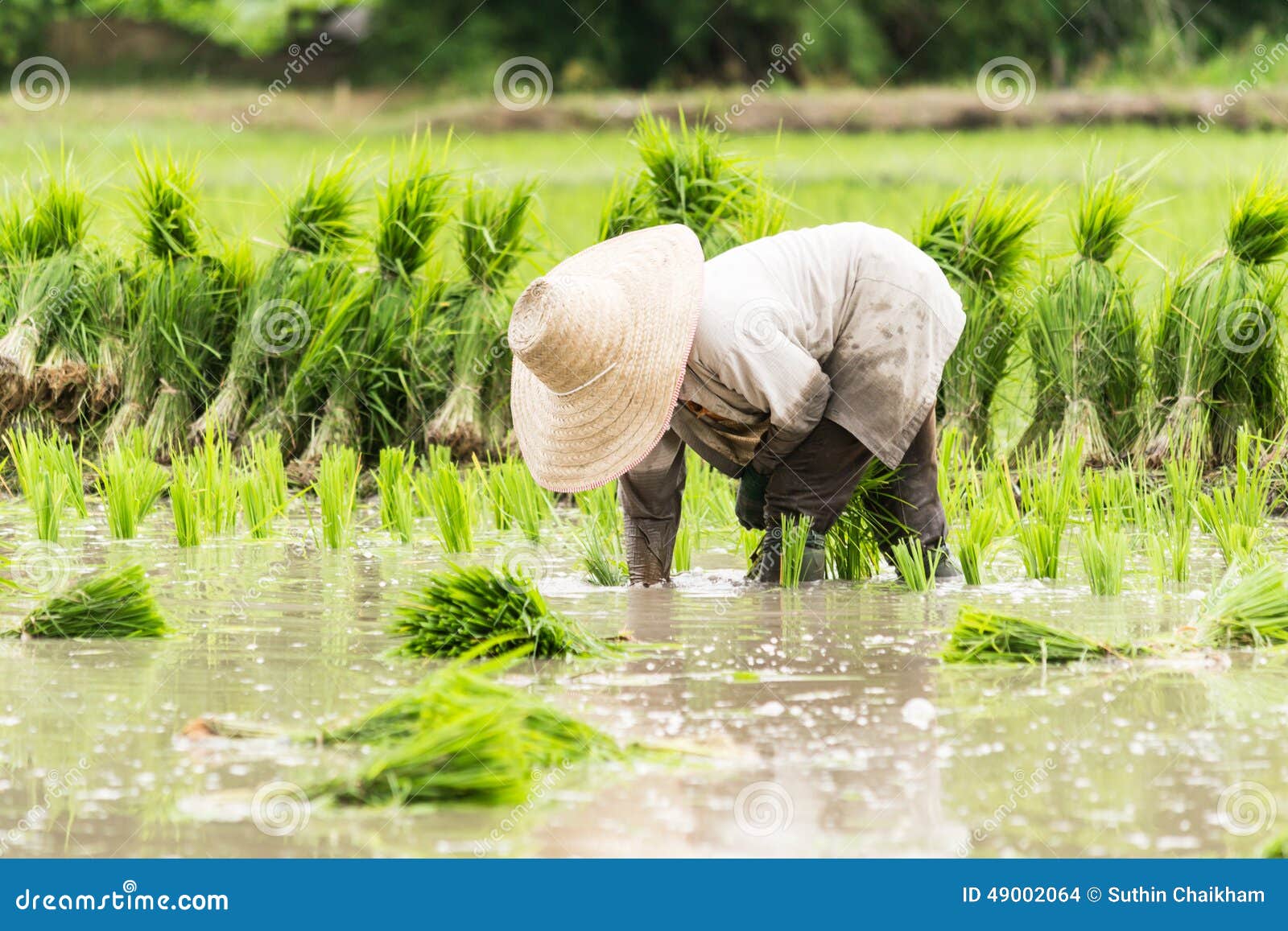 Work in rice field stock photo. Image of chinese, grass - 49002064