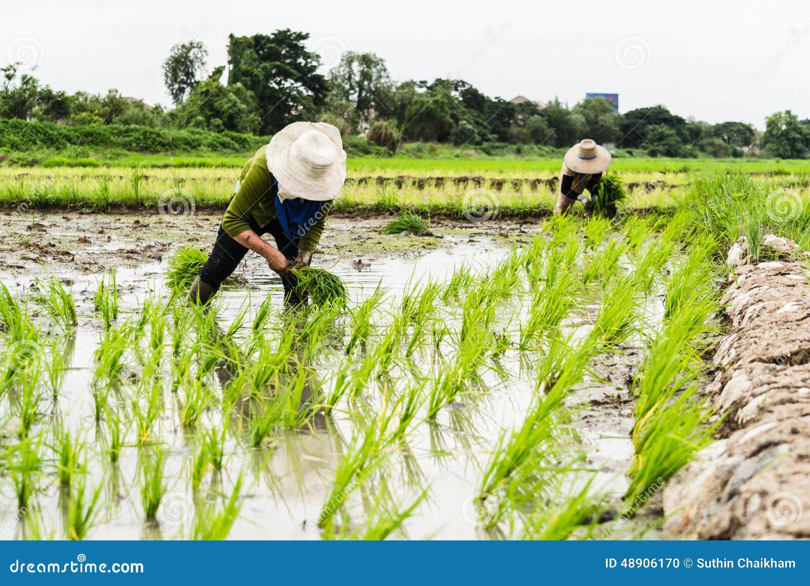 Work in rice field stock photo. Image of field, agricultural - 48906170