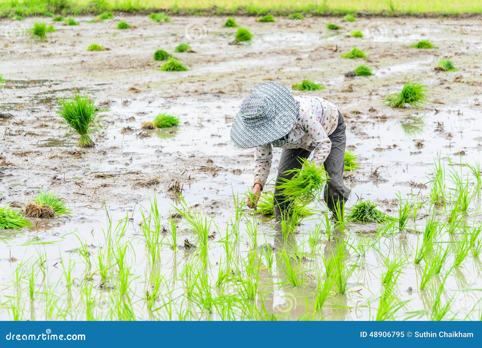 Work in rice field stock image. Image of food, agricultural - 48906795