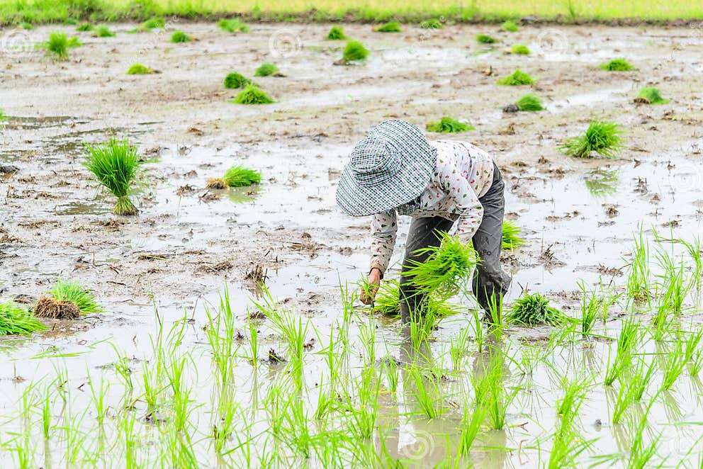 Work in rice field stock image. Image of food, agricultural - 48906795