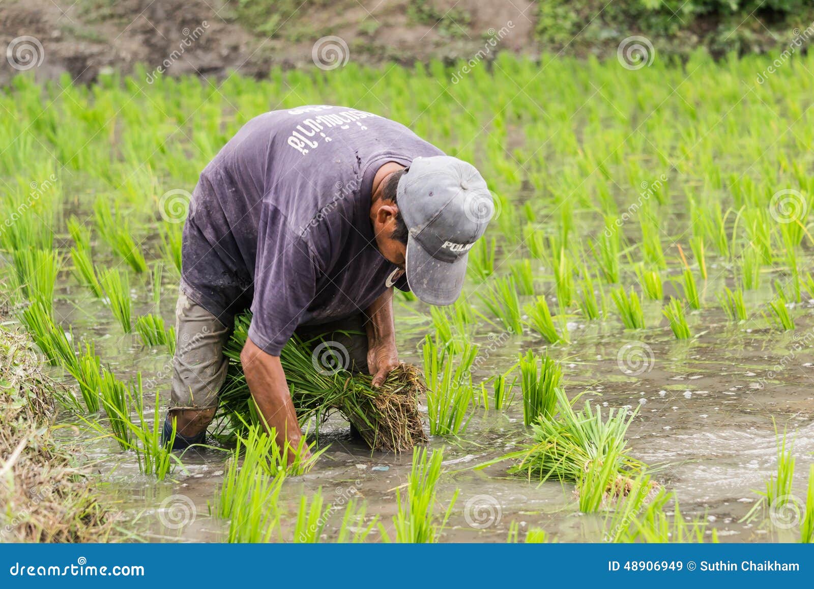 Work in rice field stock image. Image of food, agriculture - 48906949