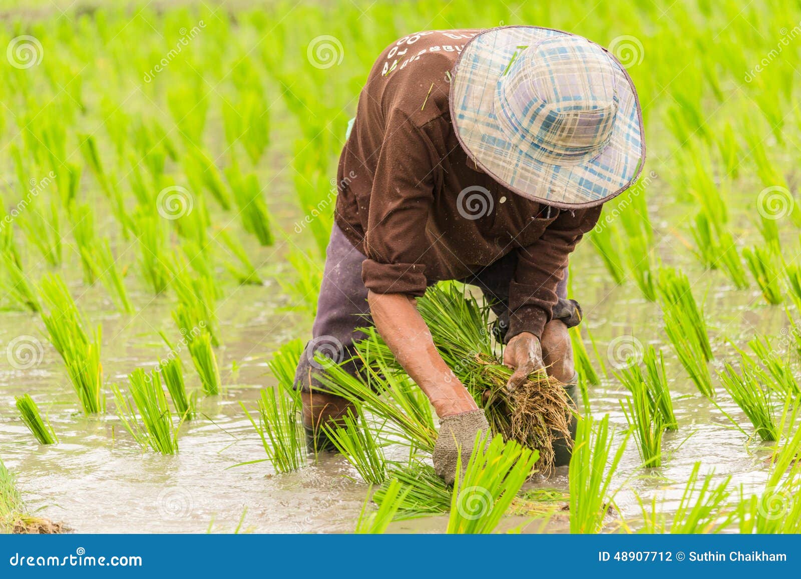 Work in rice field stock photo. Image of ethnicity, nature - 48907712