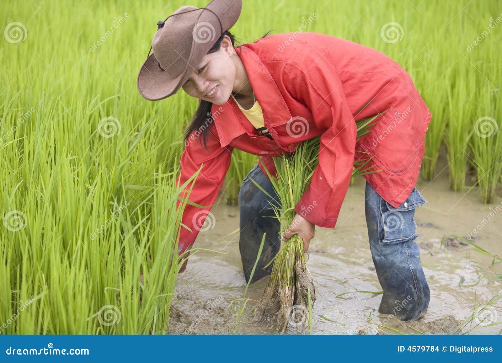 Work on the Rice Field, Laos Stock Photo - Image of manage, flexed: 4579784