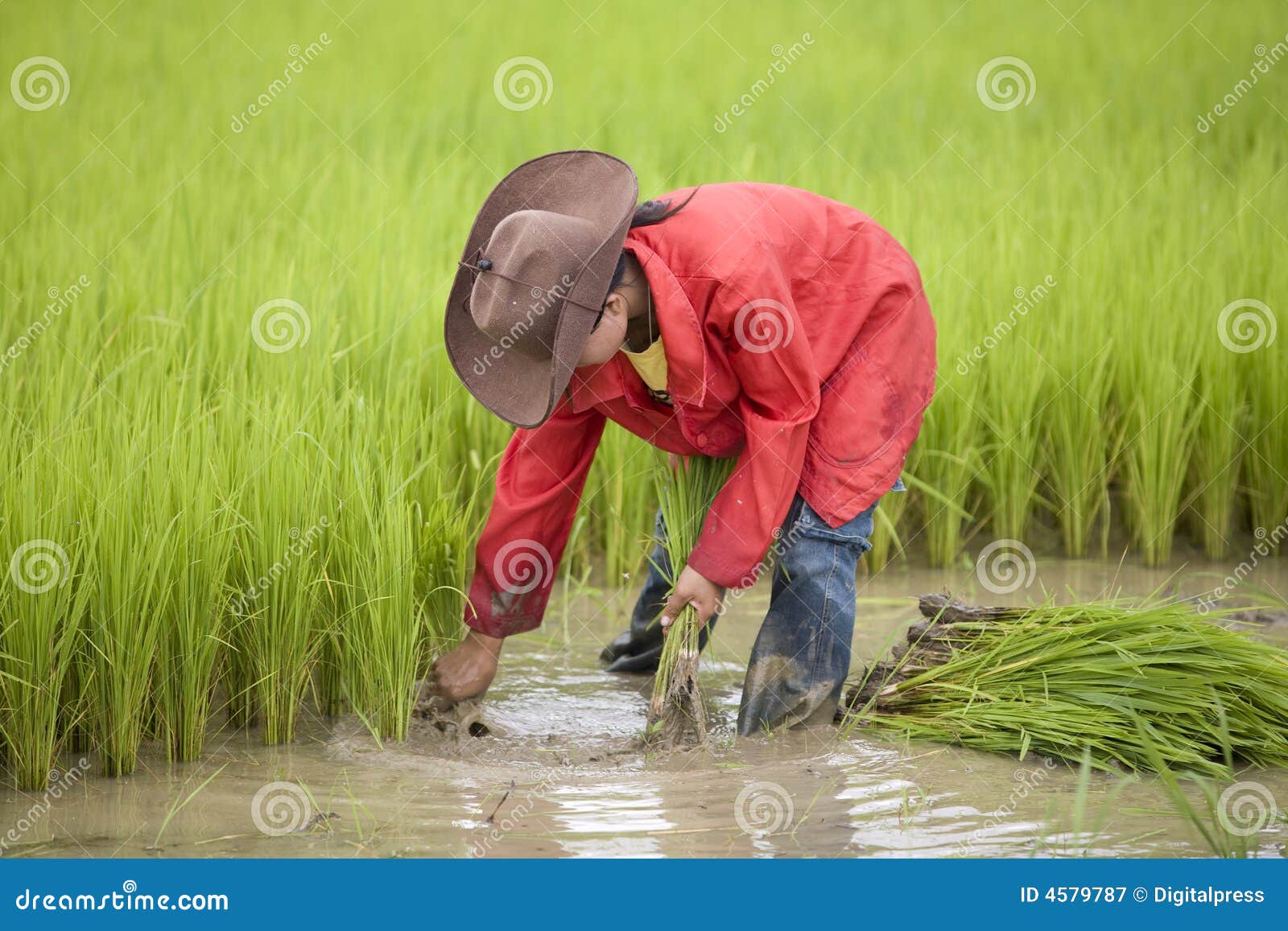 Work on the Rice Field, Laos Stock Image - Image of grow, culture: 4579787