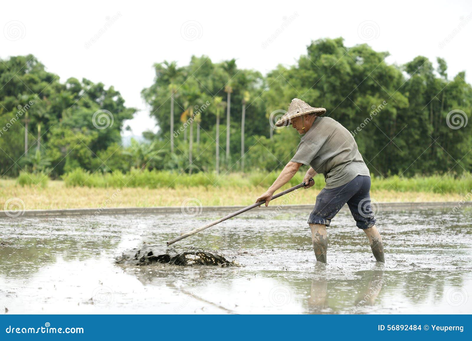 Work in the rice field. editorial stock image. Image of life - 56892484