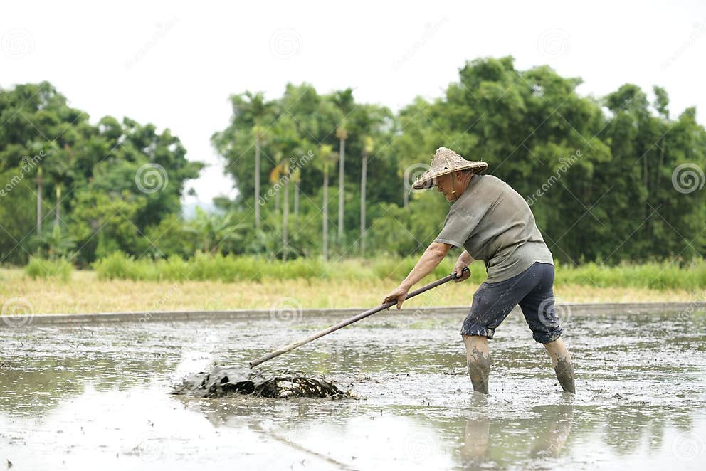 Work in the rice field. editorial stock image. Image of life - 56892484