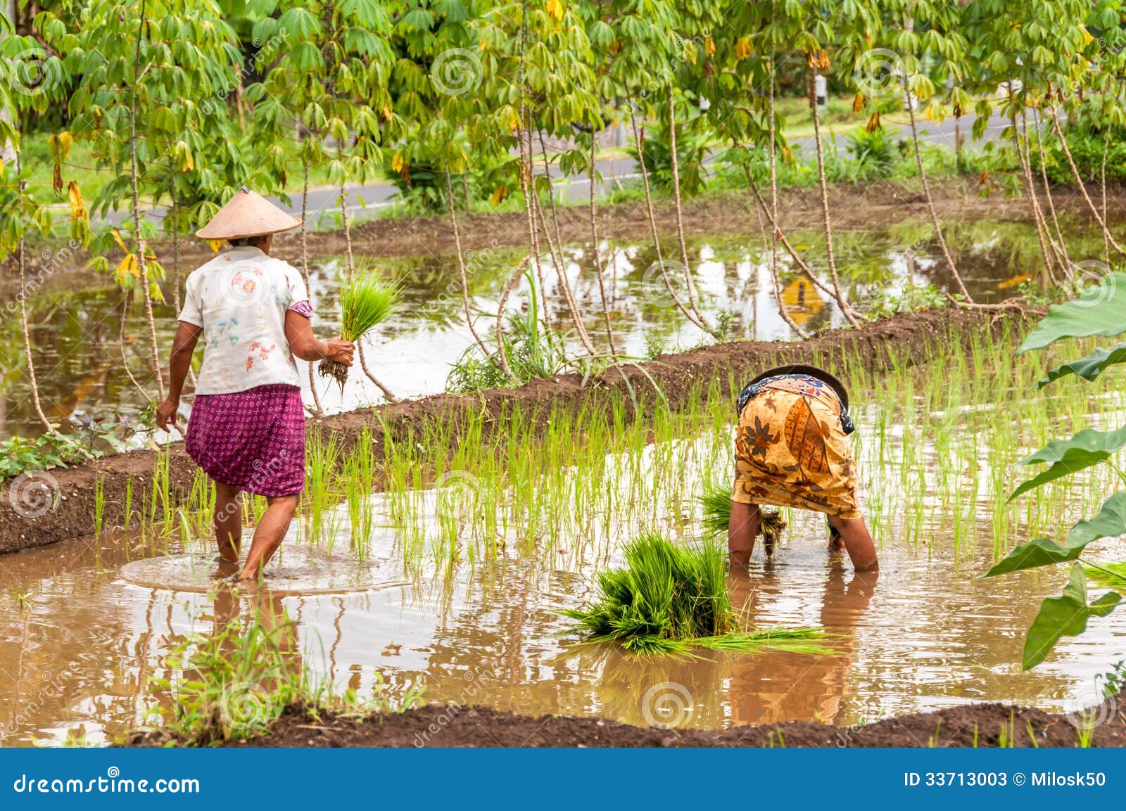 Work in the Rice Fields editorial stock photo. Image of indonesia ...