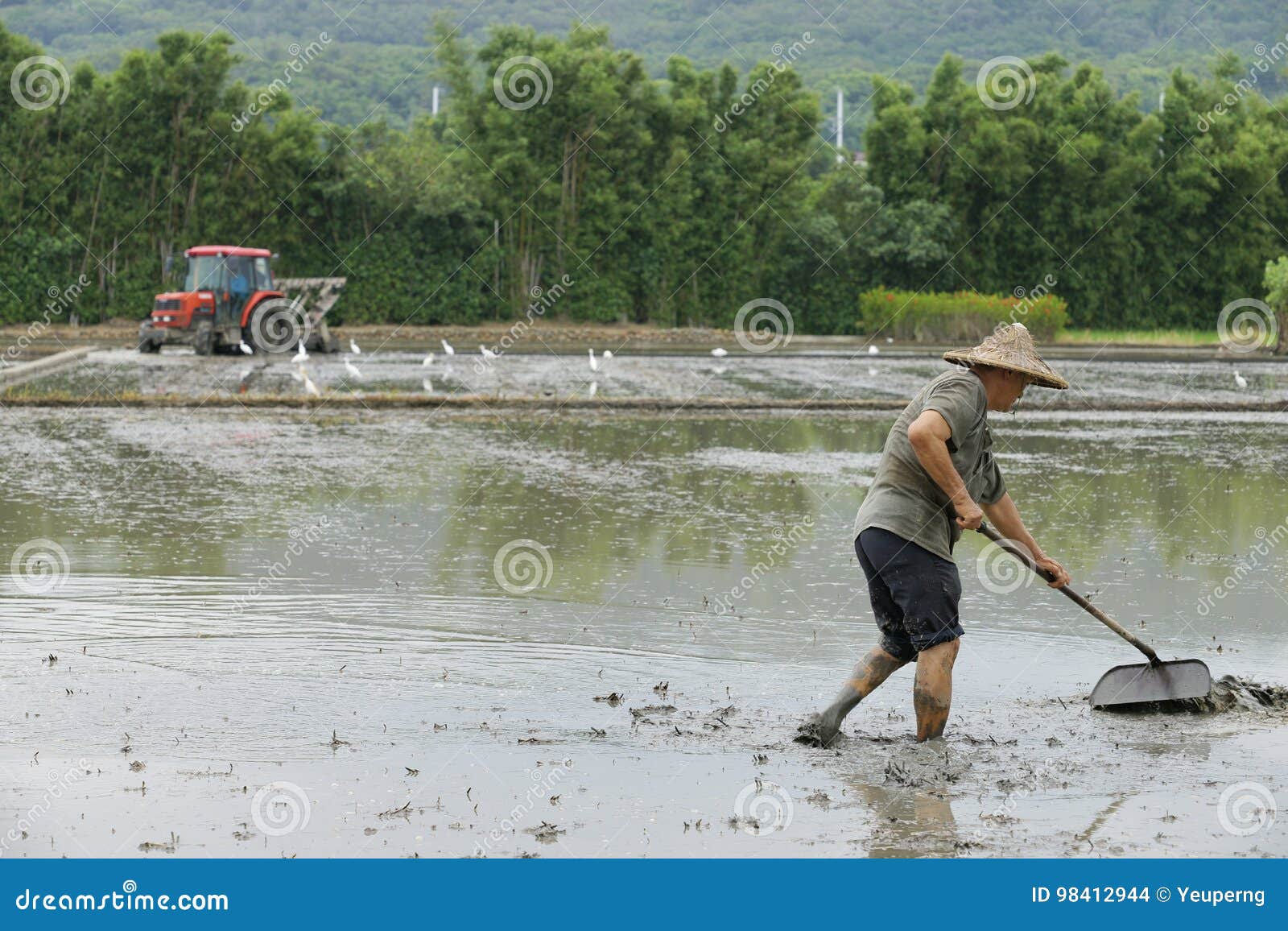 Work in the rice fields. editorial stock image. Image of rice - 98412944