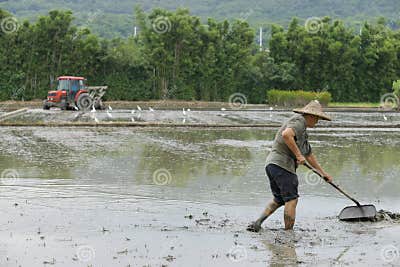 Work in the rice fields. editorial stock image. Image of rice - 98412944