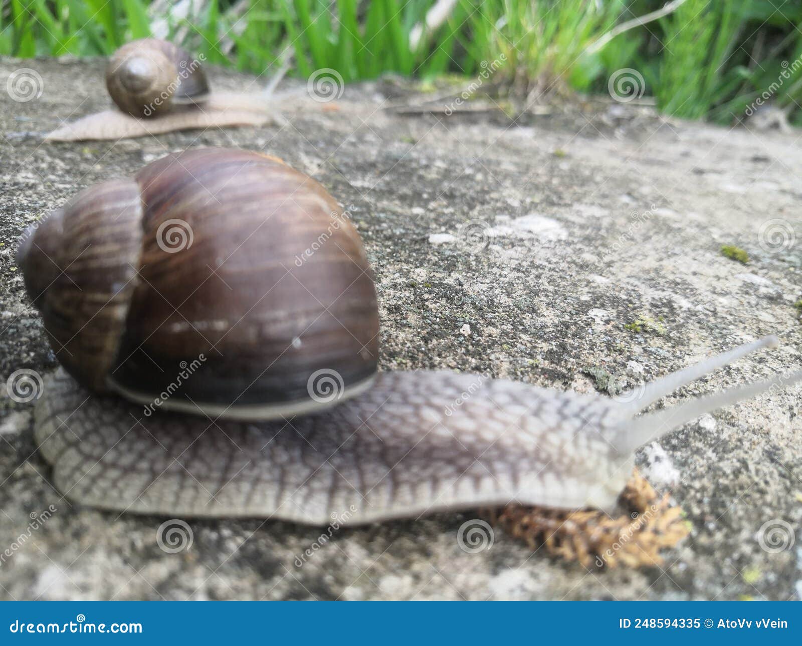 The work of snails stock image. Image of invertebrate - 248594335