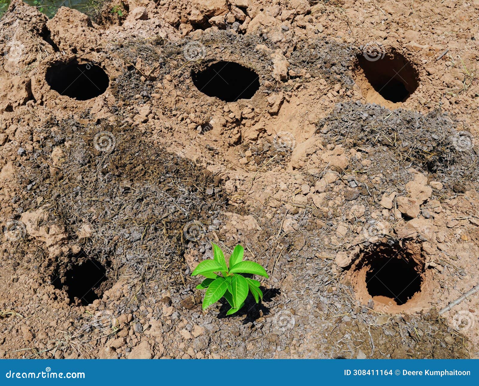 Work the Soil for Plant a Tree at Farm Agriculture Garden. Stock Photo ...