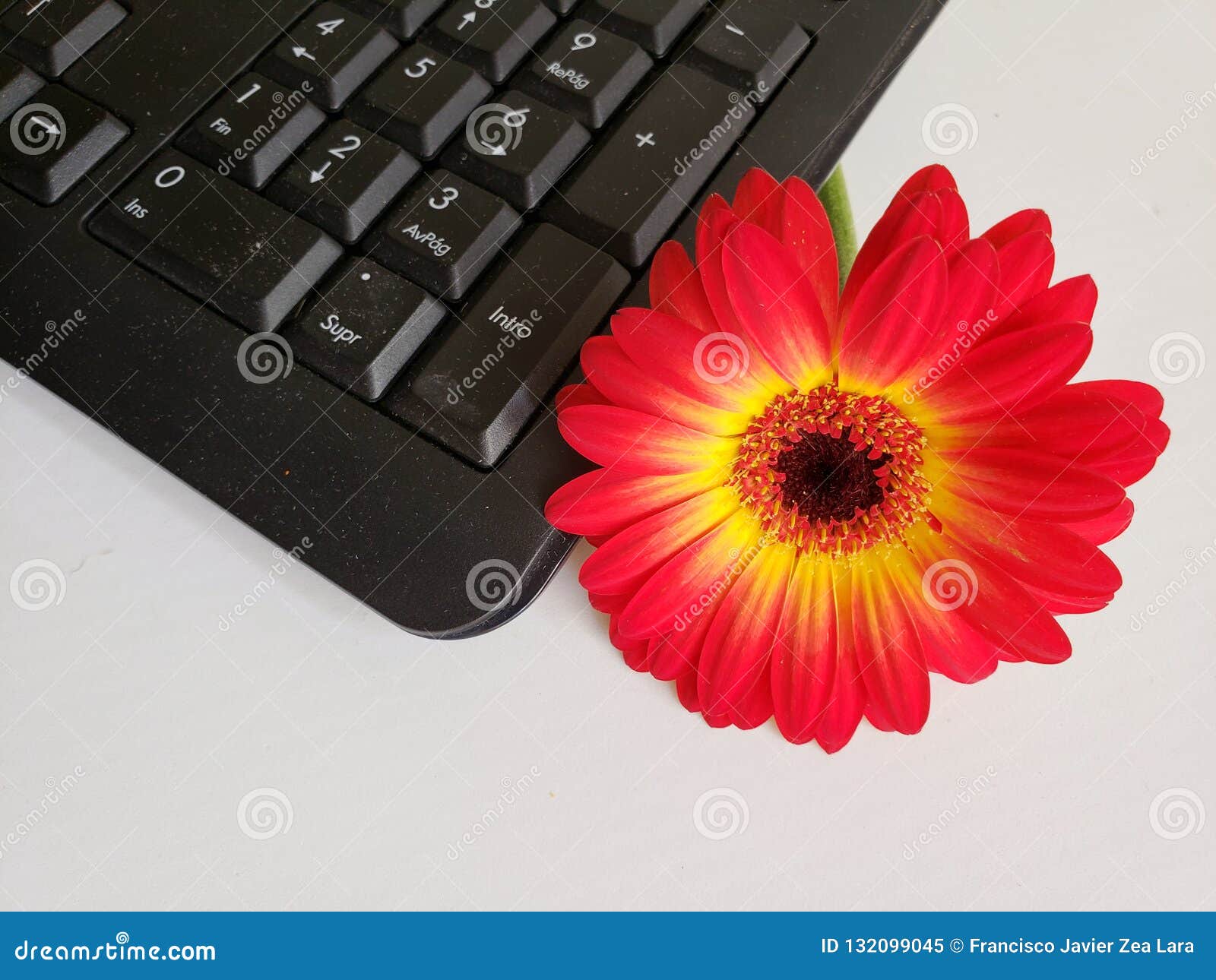 Computer Numeric Keypad and Red Gerbera Flower on the White Table Stock ...