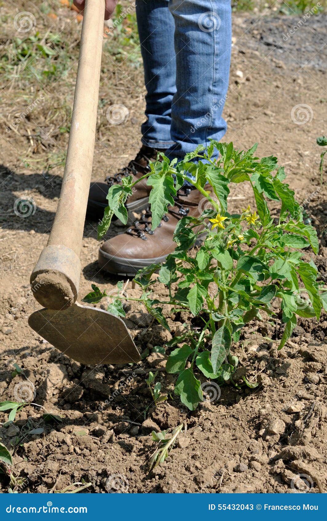 Work in a Tomatoes Cultivation Stock Image - Image of cultivation ...