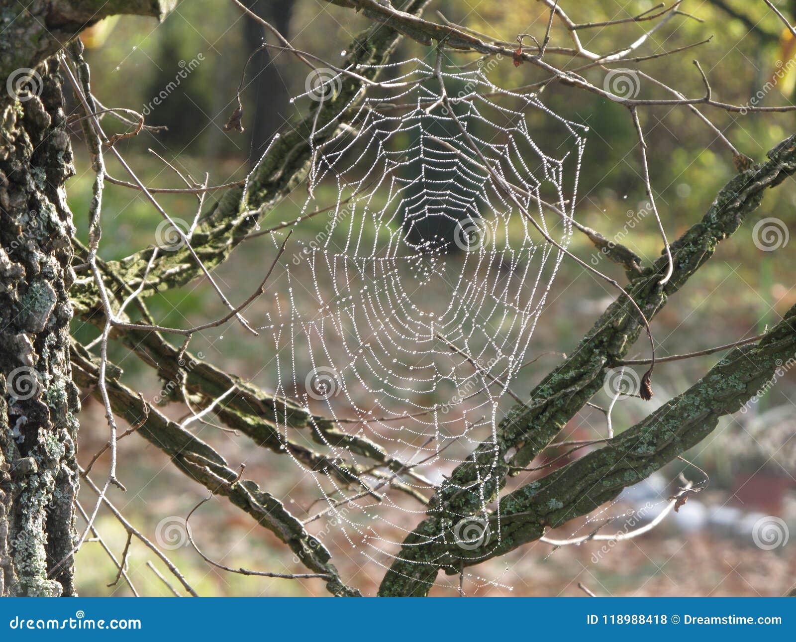 The Work of a Valuable Spider Stock Photo - Image of drops, spider ...