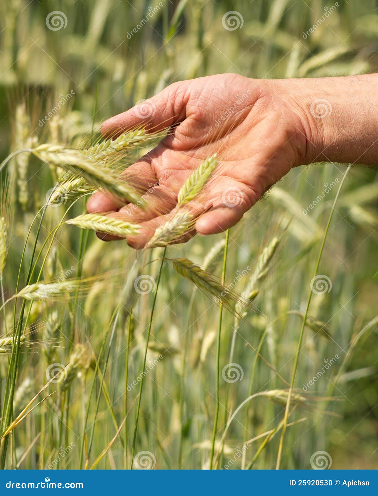 Work-worn Hand of the Farmer Stock Photo - Image of summer, barley ...