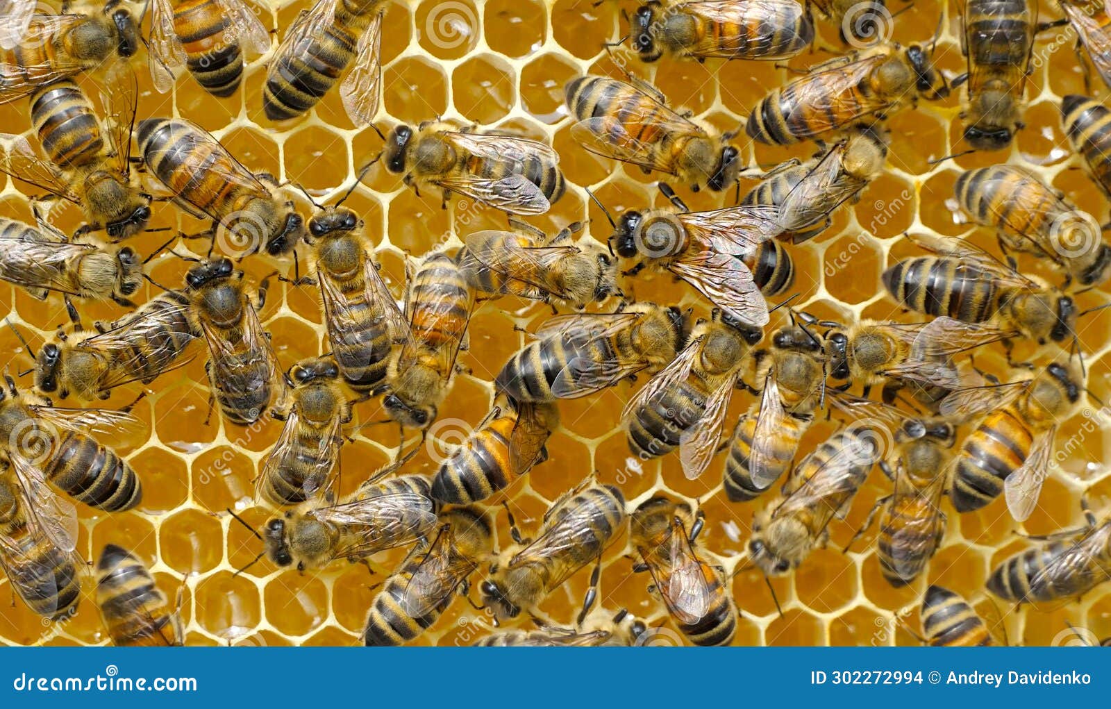 The Work of Young Bees in the Hive Stock Photo - Image of macro, head: 302272994