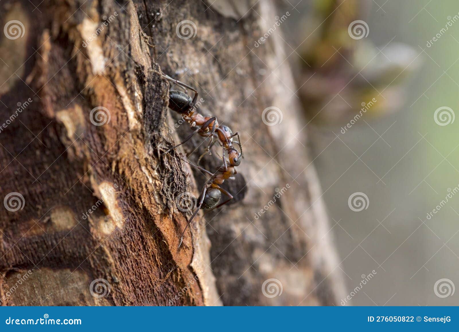 A Forest Red Ant (Formica Rufa) on a Pine Tree Trunk. Stock Photo ...