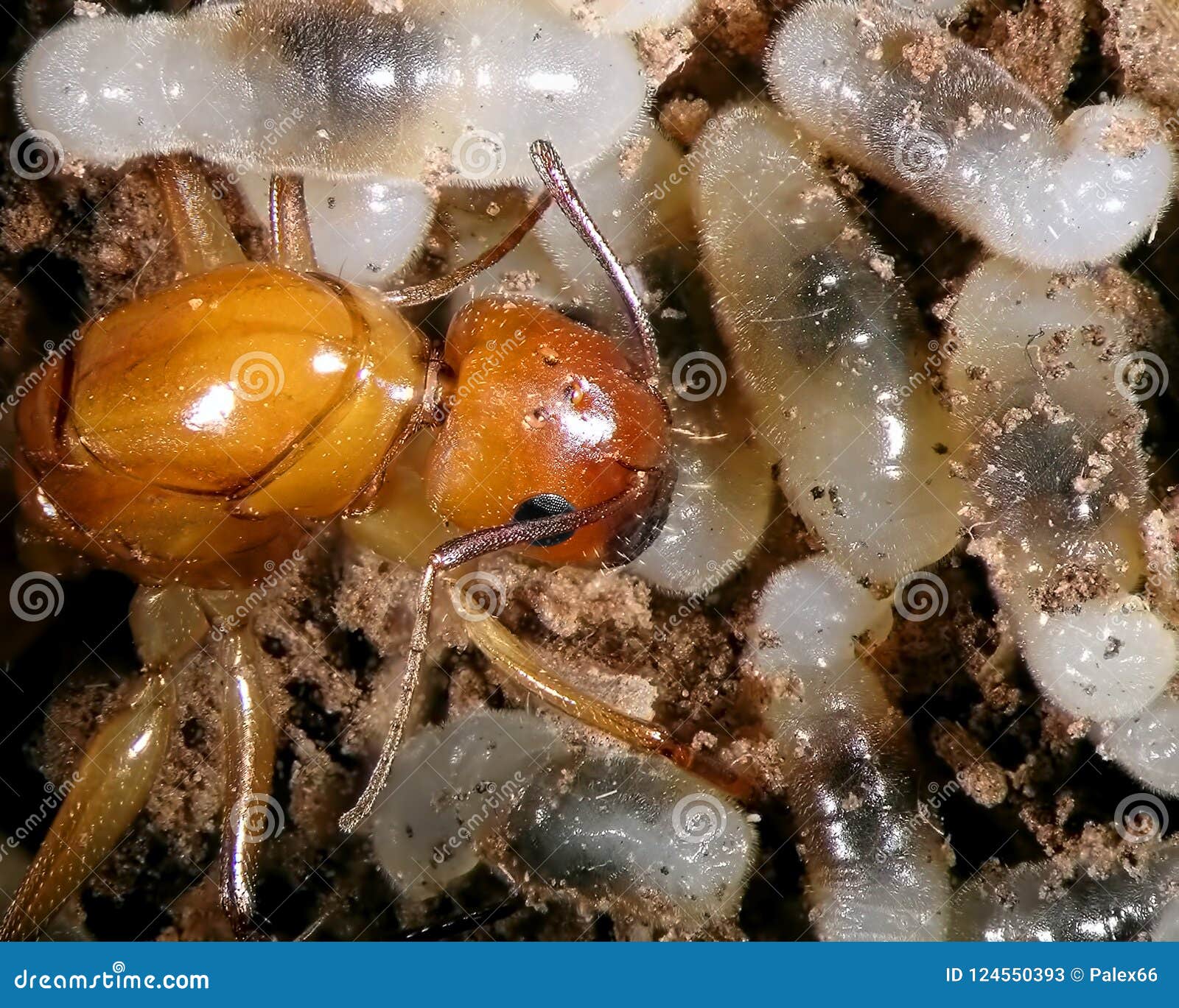 Worker ant stock image. Image of salticidae, closeup - 124550393