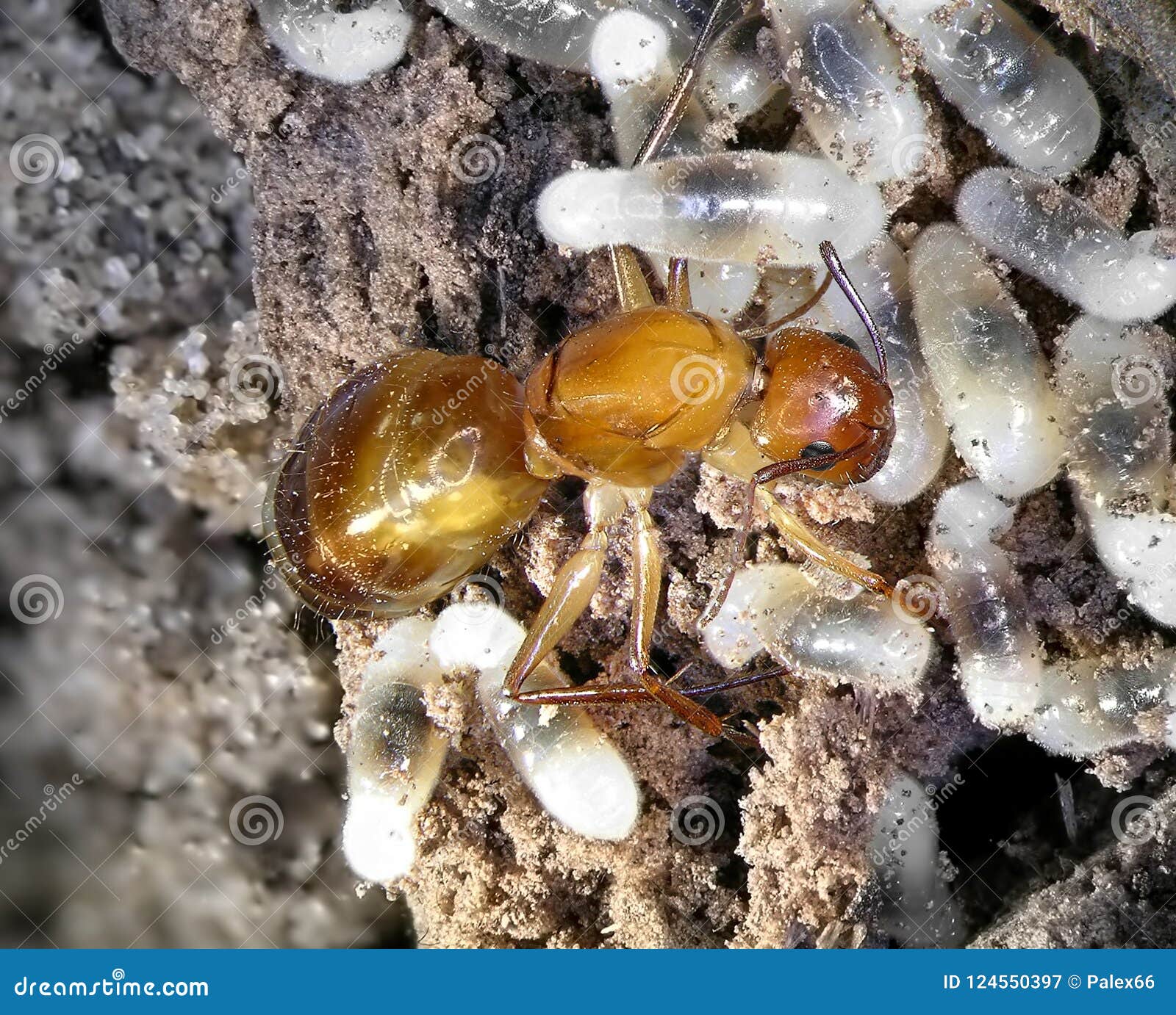 Worker ant stock image. Image of worker, micro, camponotus - 124550397
