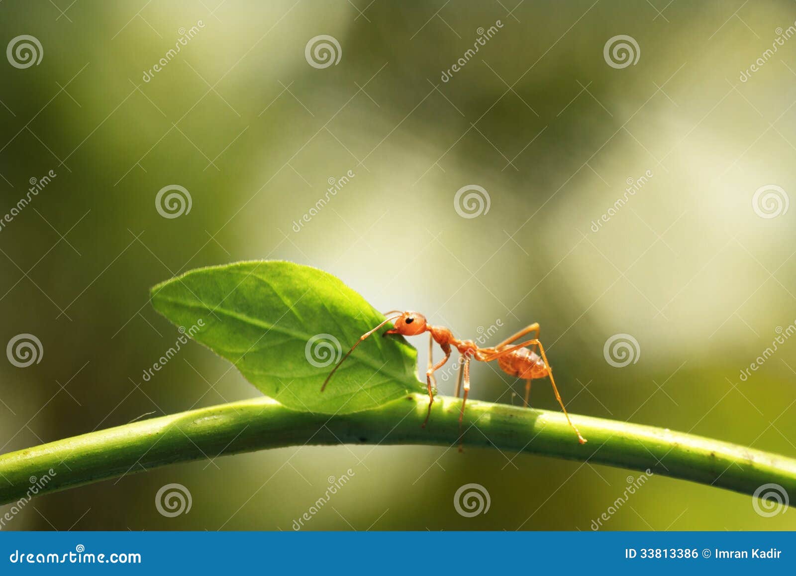 Worker ant stock photo. Image of leave, cute, nature - 33813386