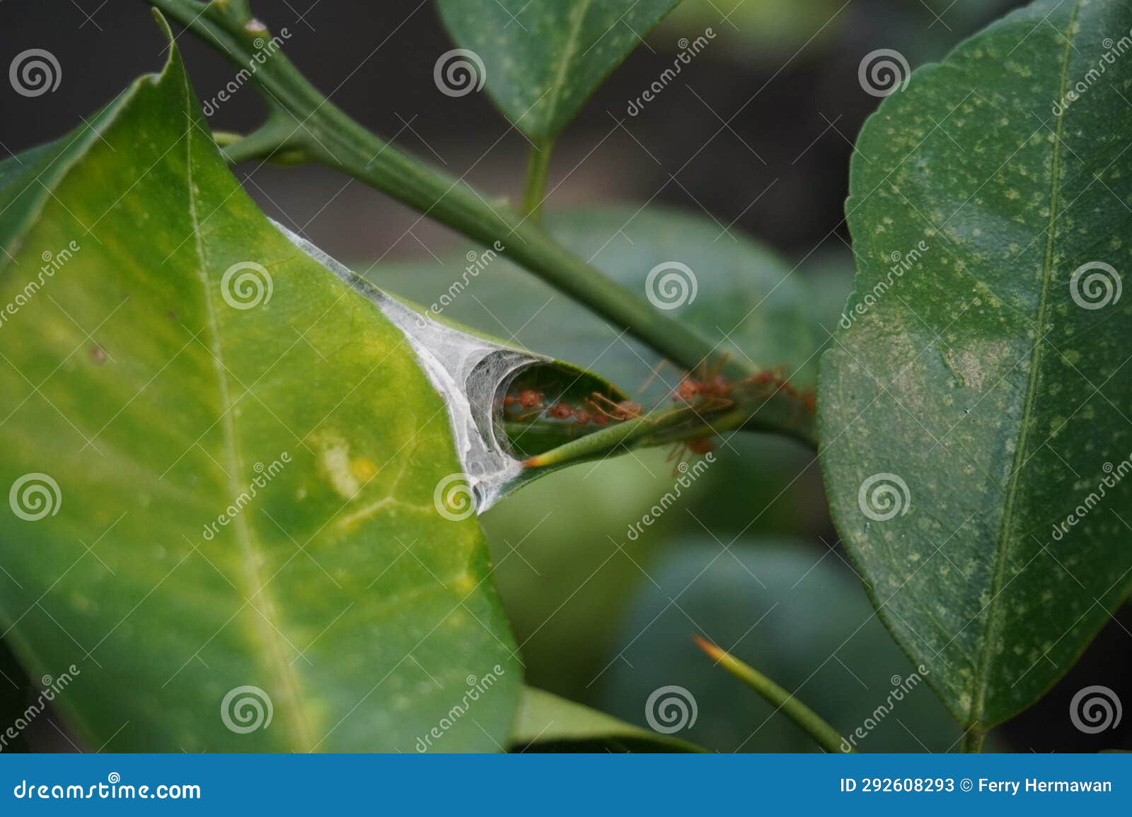 Worker Ant Nest with Leaf Construction Stock Image - Image of leaf ...
