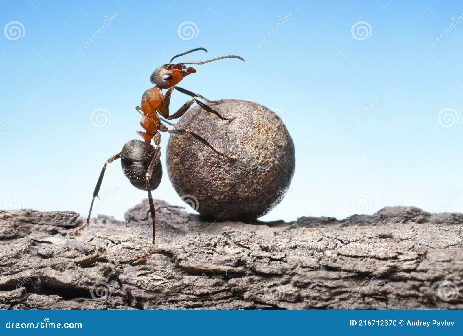 Worker Ant Rolls Heavy Stone at Rock Stock Photo - Image of working ...