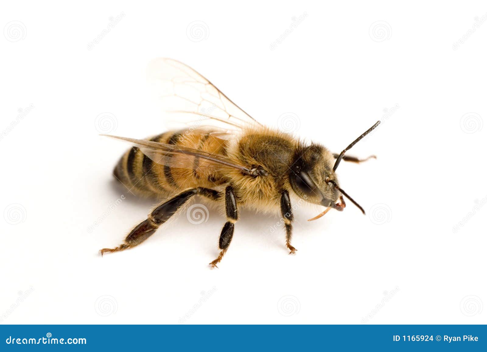 Worker bee stock photo. Image of science, background, worker - 1165924