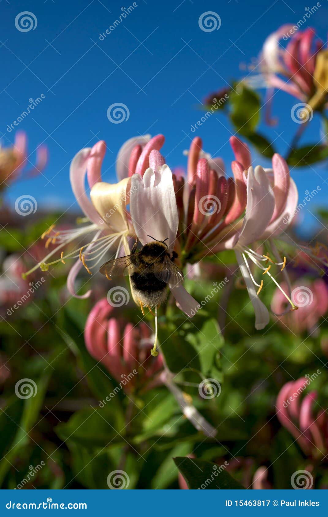 Worker Bee stock image. Image of selective, busy, blurred - 15463817