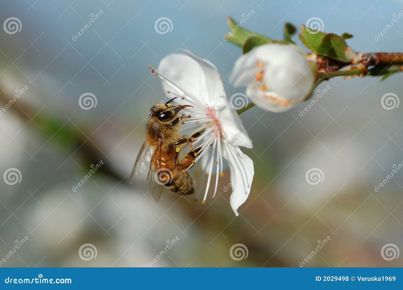 Worker bee stock photo. Image of insect, extinction, flowers - 2029498