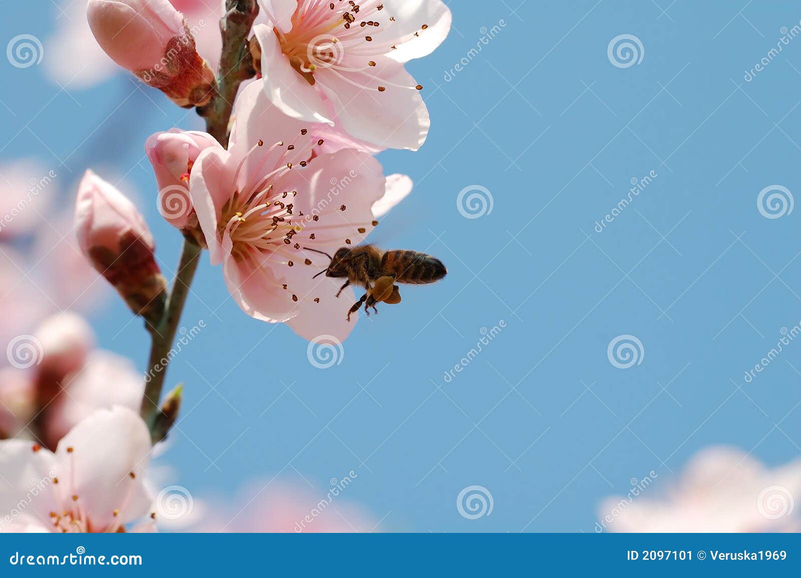 Worker bee stock image. Image of buzz, fragile, honey - 2097101