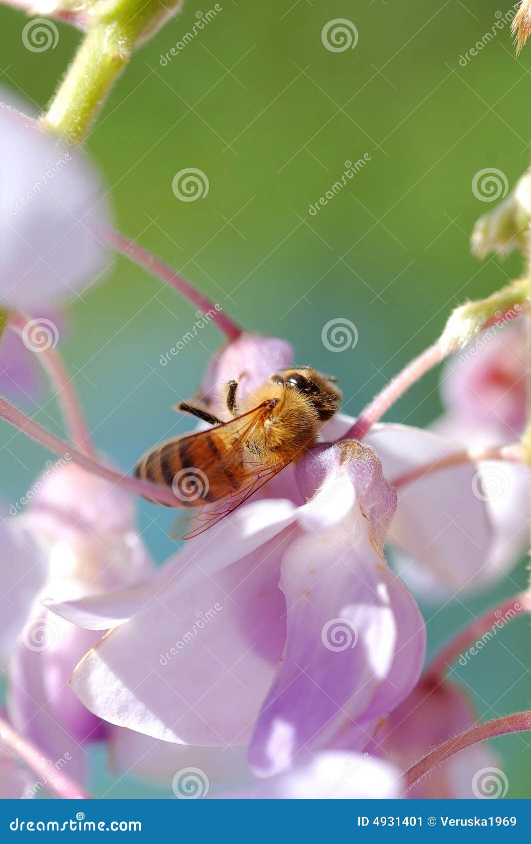 Worker bee stock image. Image of field, sign, worker, macro - 4931401
