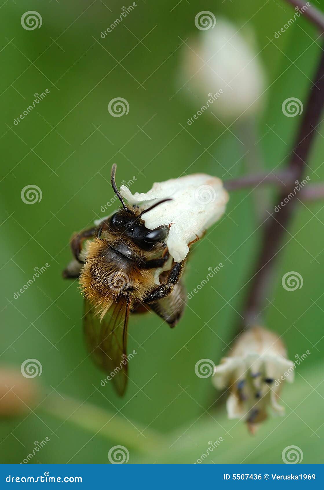 Worker bee stock photo. Image of spring, insect, worker - 5507436