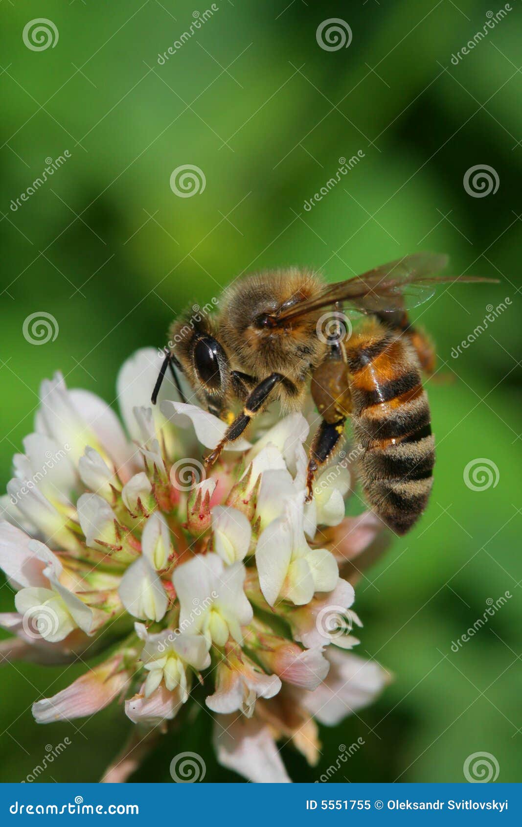 Worker bee stock image. Image of spring, insect, little - 5551755