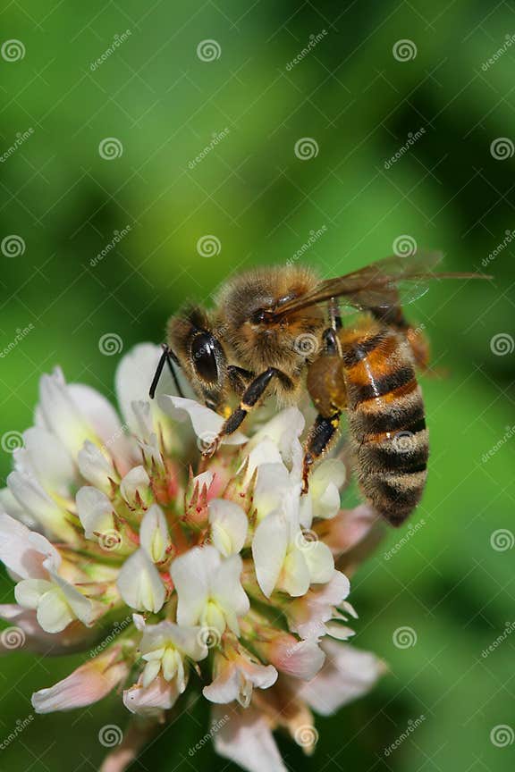 Worker bee stock image. Image of spring, insect, little - 5551755