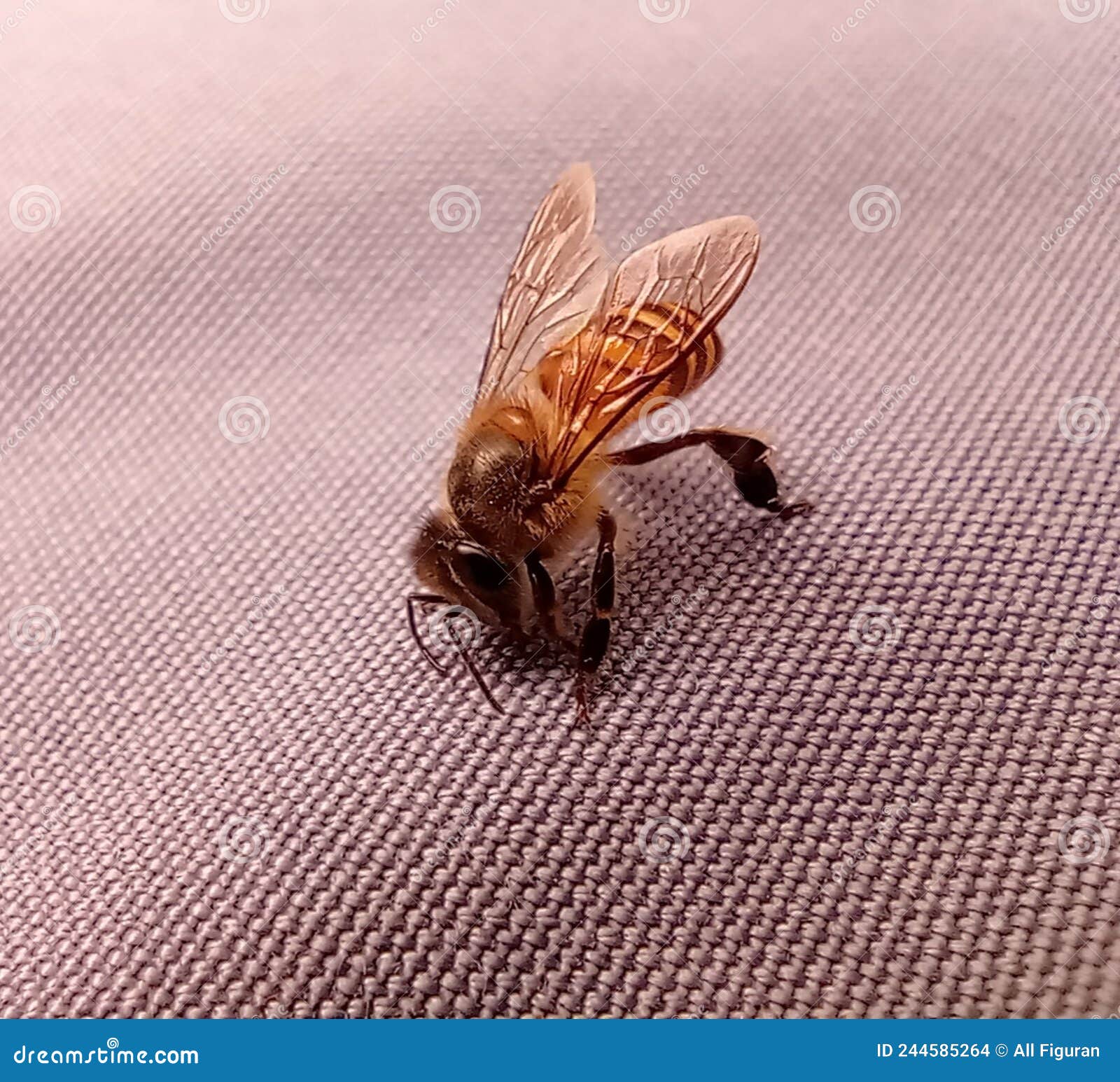 Worker Bee Alone stock photo. Image of worker, insect - 244585264