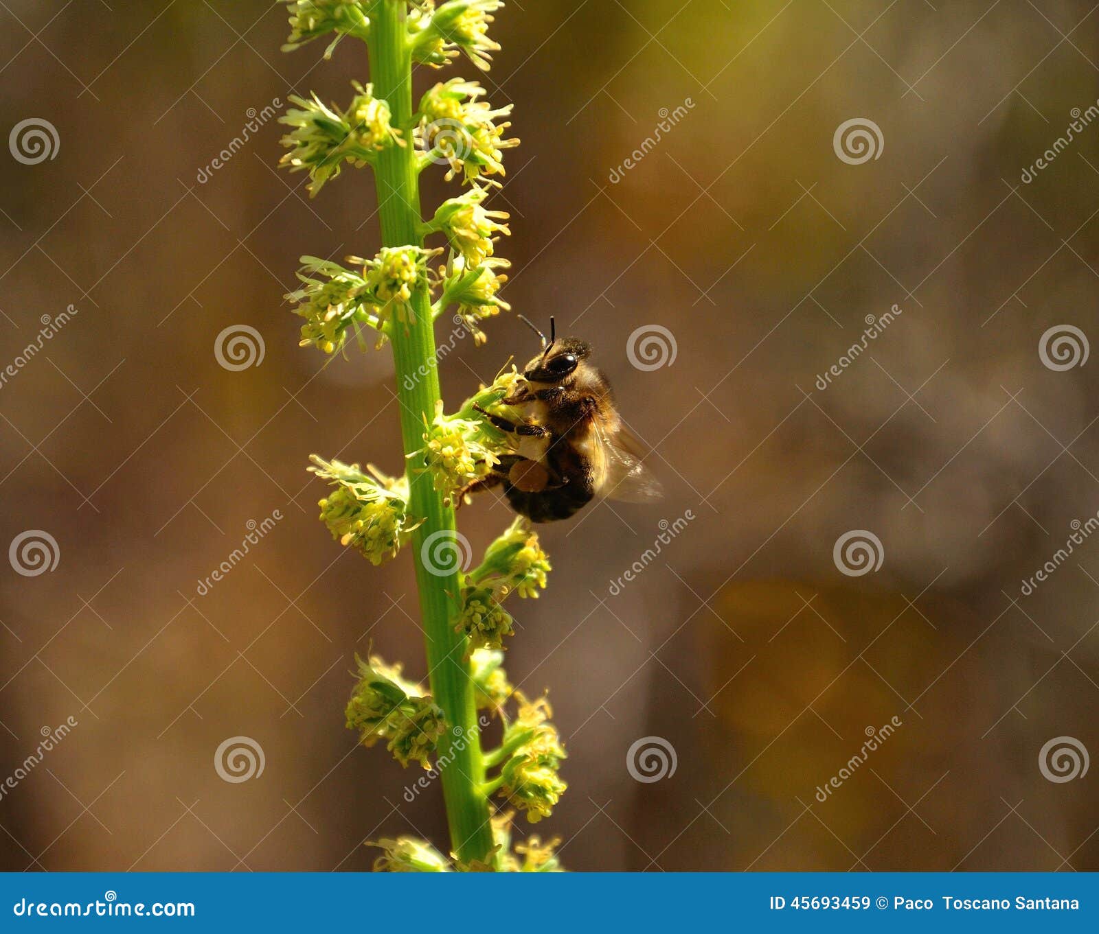 Worker Bee Collecting Pollen on Wild Flowers Stock Image - Image of ...