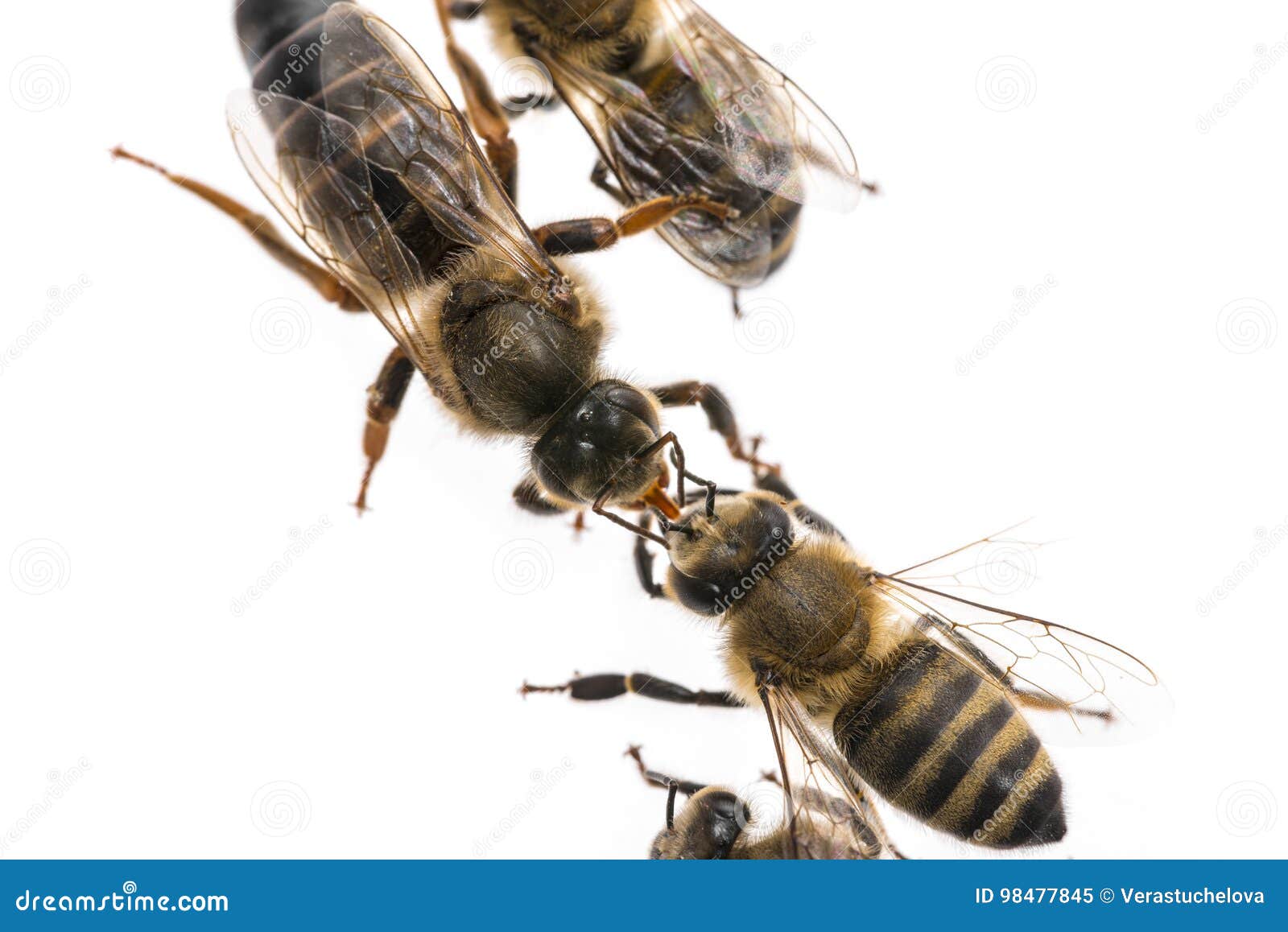 Worker Bee is Feeding the Queen Stock Image - Image of hive, macro ...