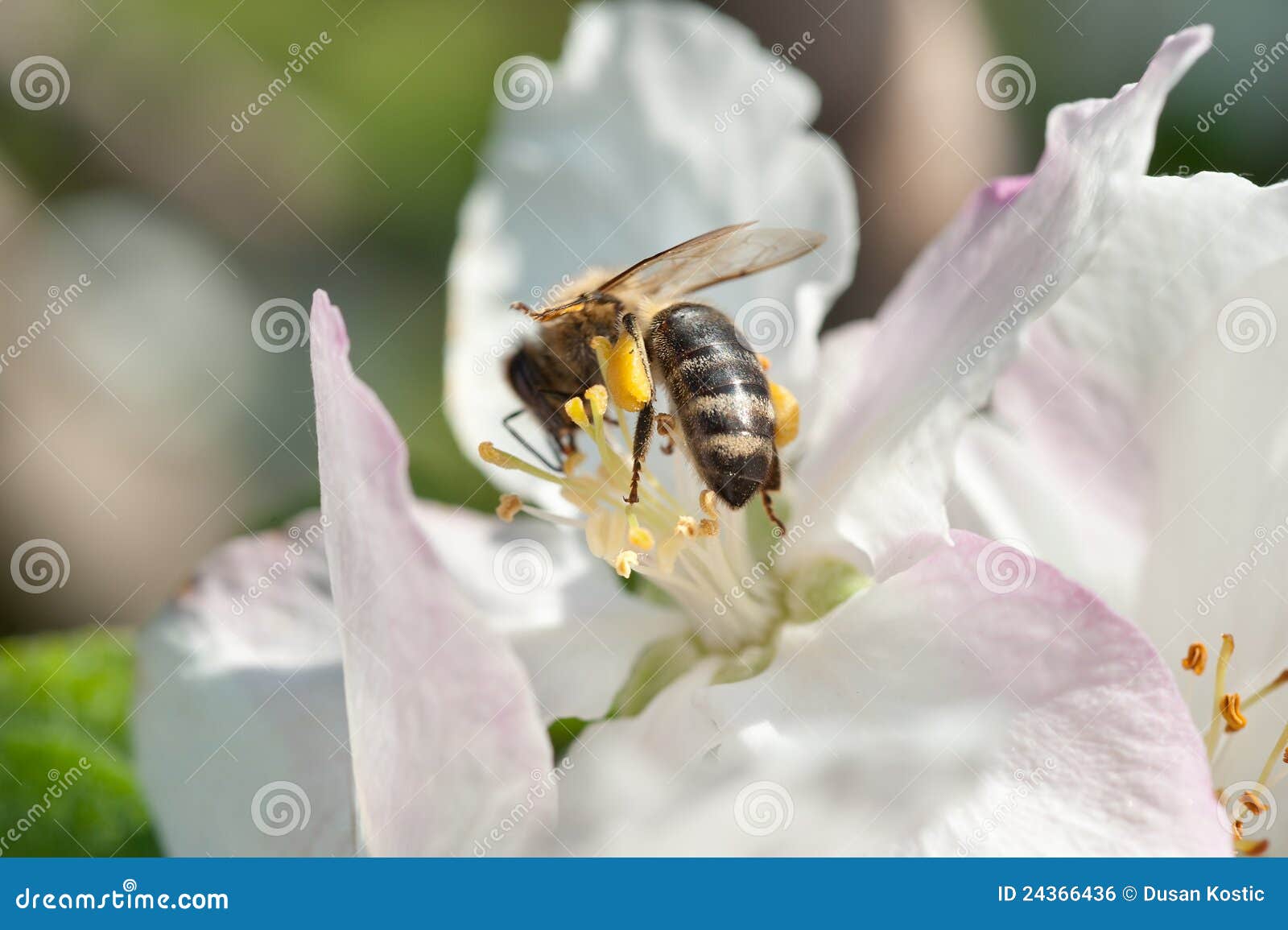 10,535 Bee Morning Stock Photos - Free & Royalty-Free Stock Photos from ...
