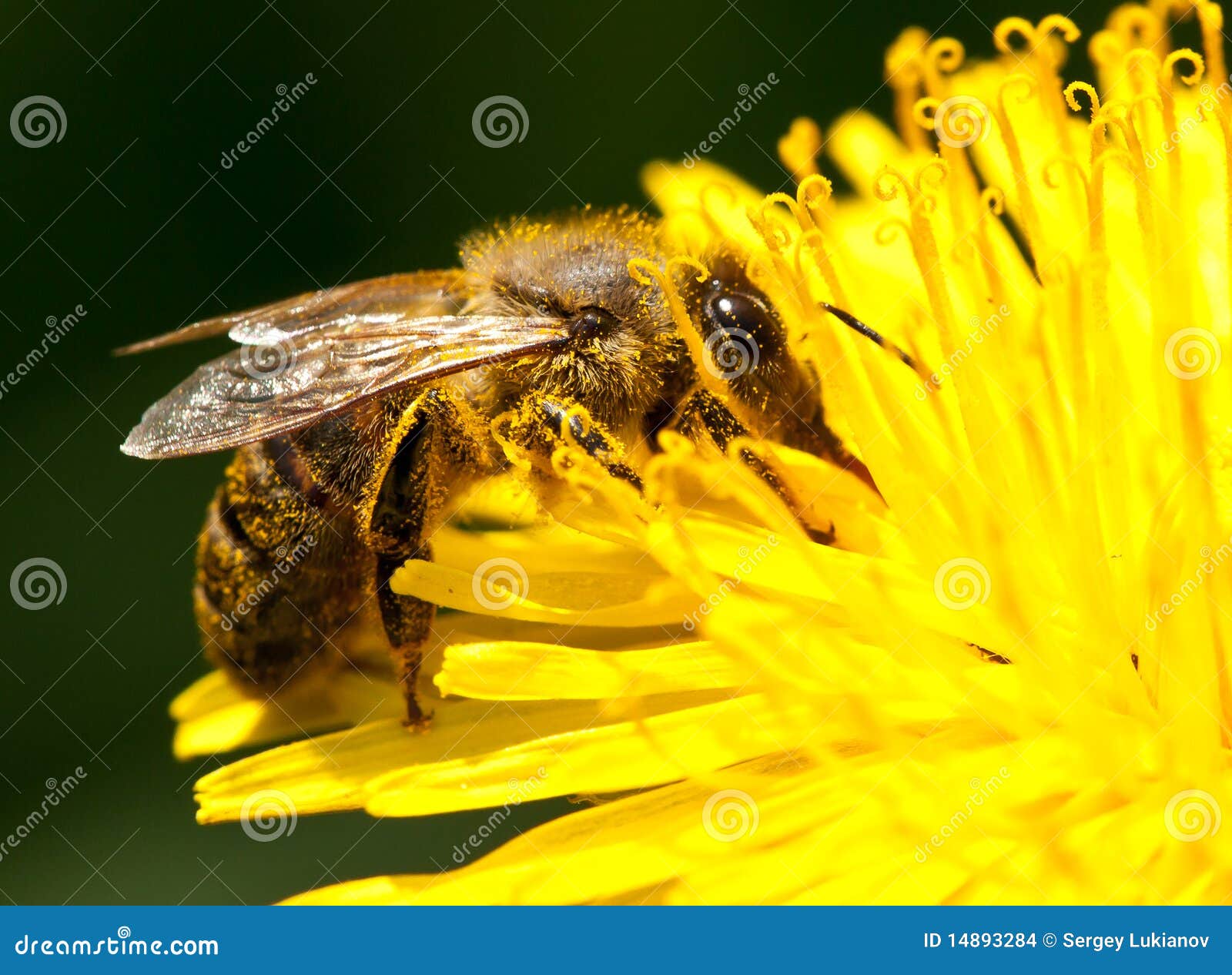 Worker Bee Gathering Pollen from Dandelion Stock Photo - Image of ...