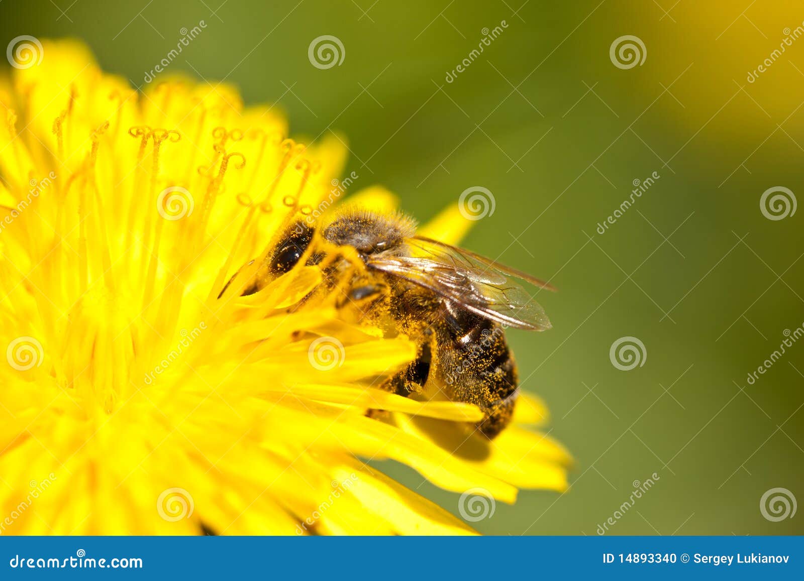Worker Bee Gathering Pollen from Dandelion Stock Photo - Image of ...
