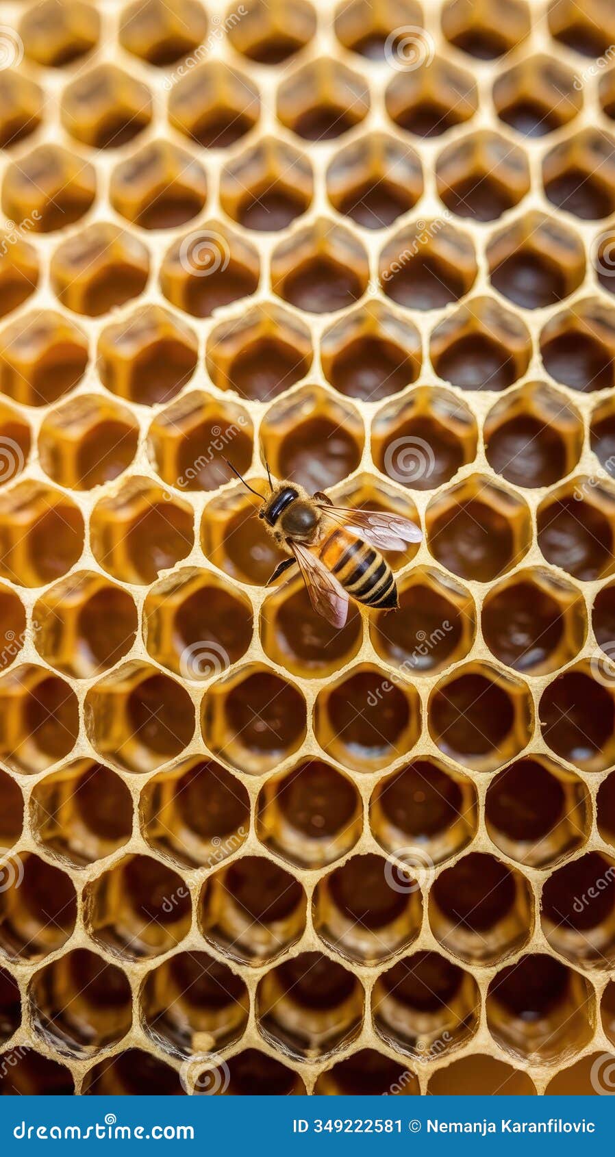 Worker Bee on Honeycomb with Yellow and Orange Wax Structure Stock ...