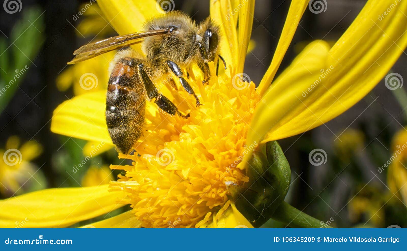 Worker Bee Working on Pollination Stock Image - Image of pollination ...